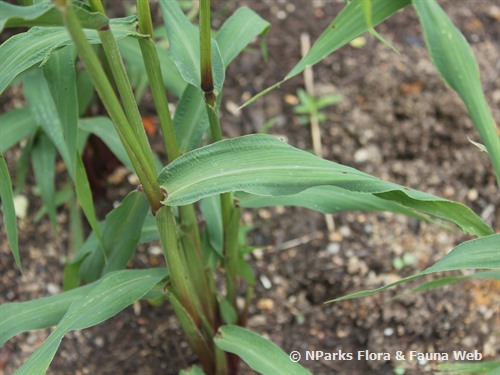 NParks | Setaria italica 'Highlander'