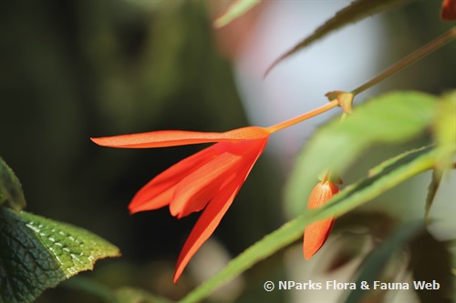 NParks | Begonia boliviensis 'Bonfire'