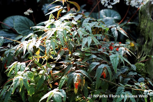 NParks | Begonia boliviensis 'Bonfire'