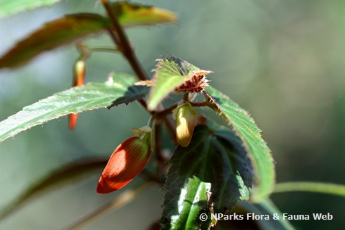 NParks | Begonia boliviensis 'Bonfire'