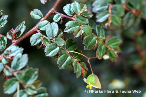 NParks | Begonia foliosa