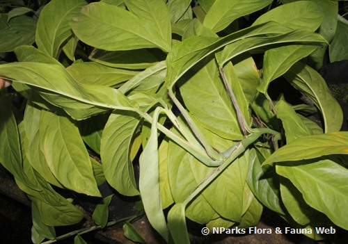 NParks | Anadendrum microstachyum