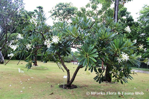 NParks | Plumeria obtusa (Narrow Petals)