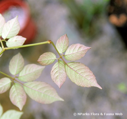 NParks | Causonis japonica