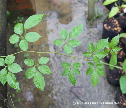 NParks | Causonis japonica