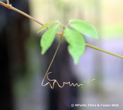 NParks | Causonis japonica