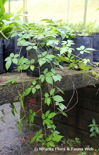 NParks | Causonis japonica