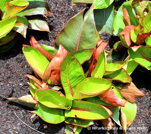 NParks | Heliconia 'Tropics'