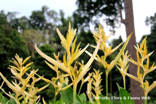 NParks | Heliconia psittacorum 'Peru White New'