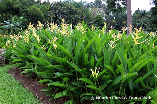 NParks | Heliconia psittacorum 'Peru White New'