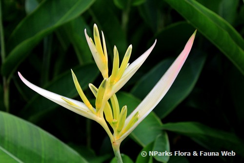 NParks | Heliconia 'Tropics'