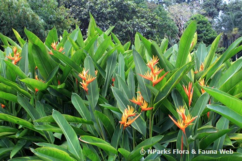 NParks | Heliconia psittacorum × spathocircinata'Keanae Red'