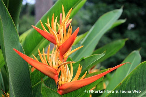 NParks | Heliconia psittacorum × spathocircinata'Alan Carle'