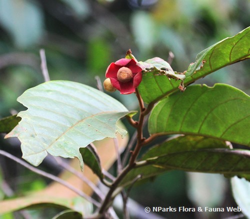 NParks | Uvaria littoralis