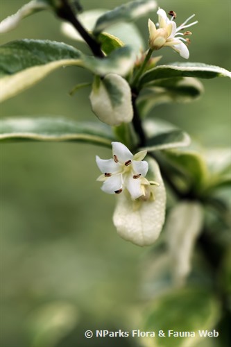 NParks | Ehretia microphylla (Variegated Leaf)