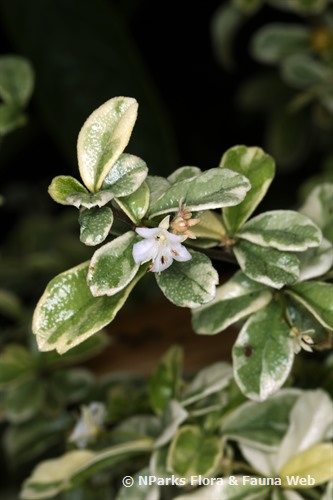 NParks | Ehretia microphylla (Variegated Leaf)