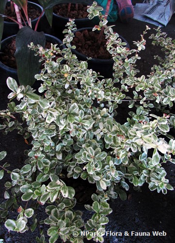 NParks | Ehretia microphylla (Variegated Leaf)