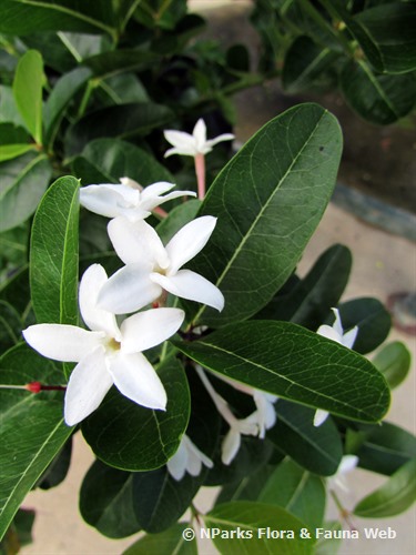 NParks | Carissa carandas