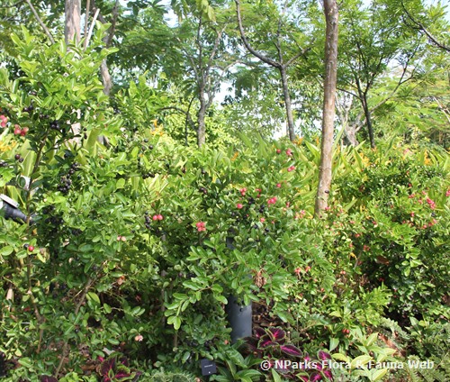 NParks | Carissa carandas