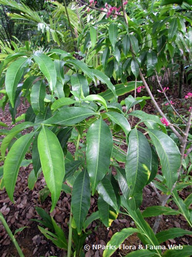 NParks | Melicope rubra