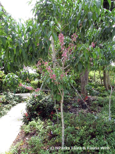 NParks | Melicope rubra