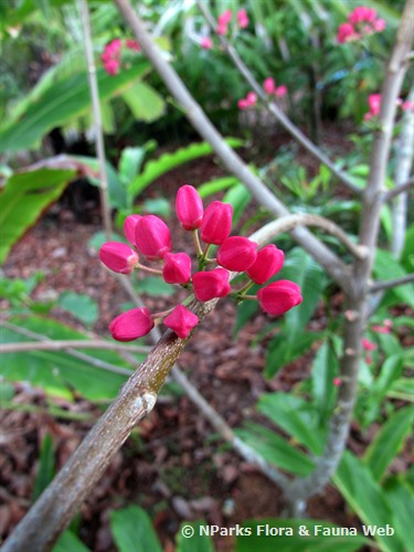 NParks | Melicope rubra