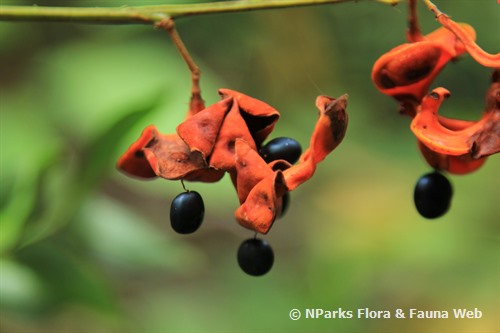 NParks | Archidendron pauciflorum