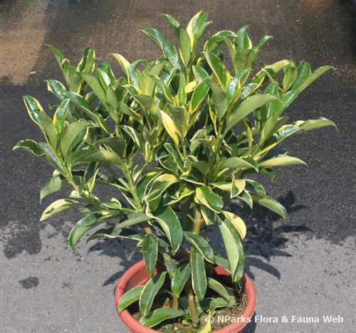 NParks | Fagraea ceilanica (variegated)