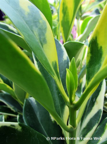 NParks | Fagraea ceilanica (variegated)