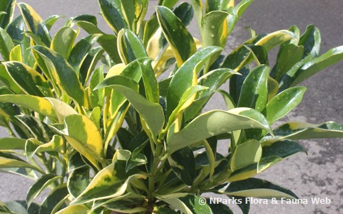 NParks | Fagraea ceilanica (variegated)