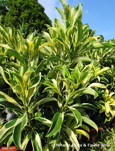 NParks | Fagraea ceilanica (variegated)