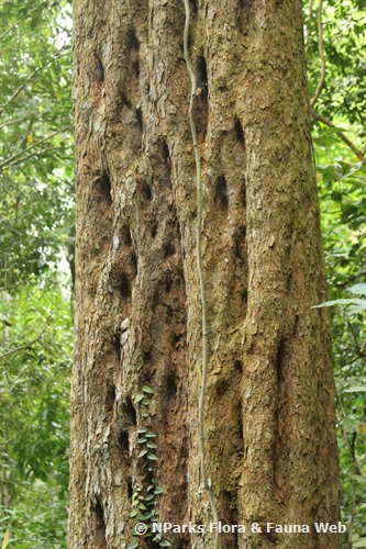 NParks | Adina eurhyncha