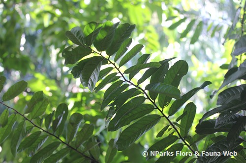 NParks | Hopea polyalthioides