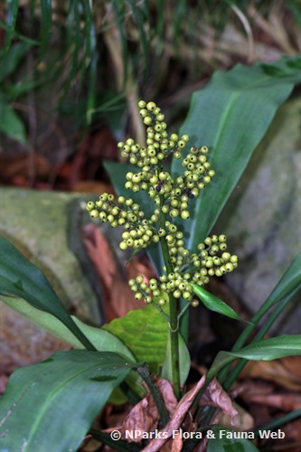 Flora Fauna Web
