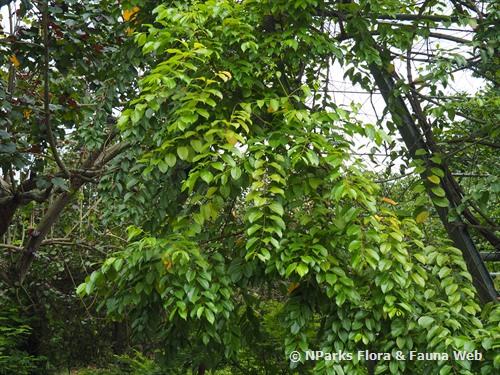 NParks | Uncaria gambir