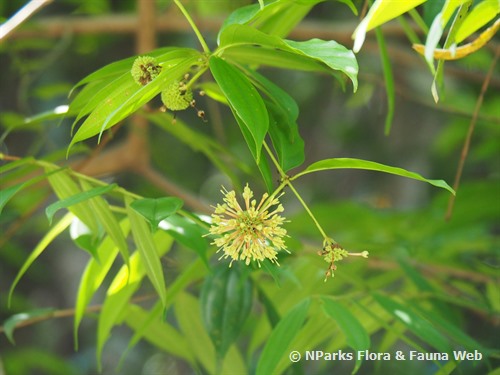 NParks | Uncaria gambir