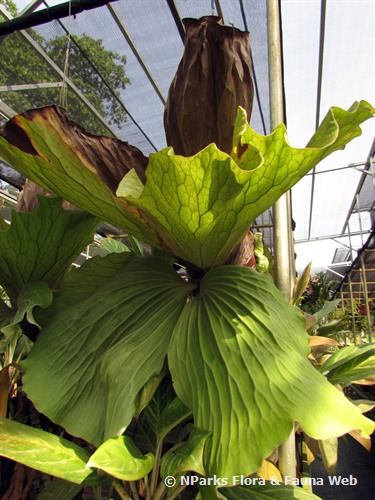 NParks | Platycerium elephantotis