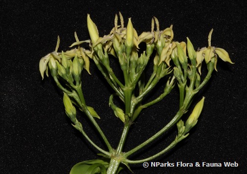 NParks | Tarenna stellulata