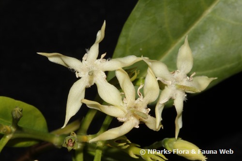 NParks | Tarenna stellulata