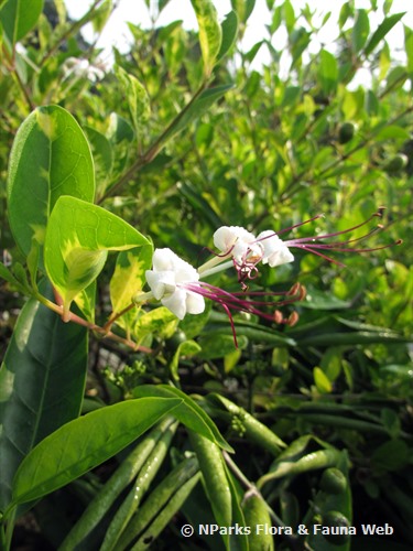 NParks | Volkameria inermis (Variegated)