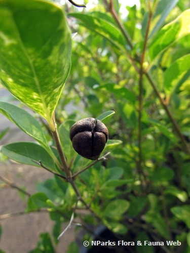 NParks | Volkameria inermis (Variegated)