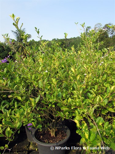 NParks | Volkameria inermis (Variegated)