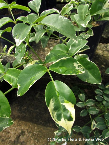 NParks | Pandorea jasminoides 'Variegata'