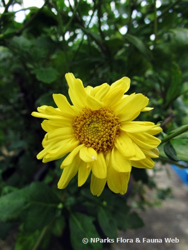 NParks | Chrysanthemum morifolium