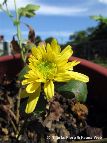 NParks | Chrysanthemum morifolium