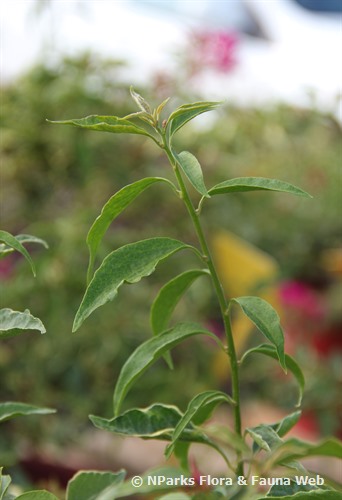 NParks | Bougainvillea 'Changi Airport'