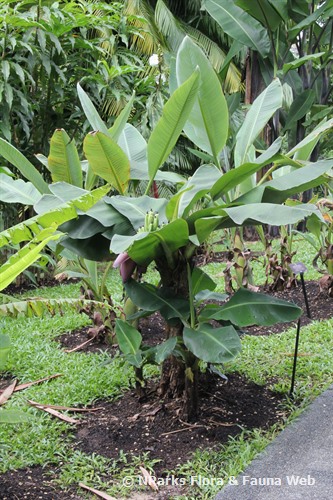 NParks | Musa acuminata (AAA Group)'Dwarf Cavendish'