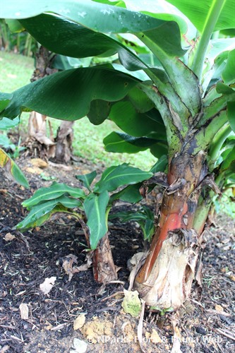 NParks | Musa acuminata (AAA Group)'Dwarf Cavendish'
