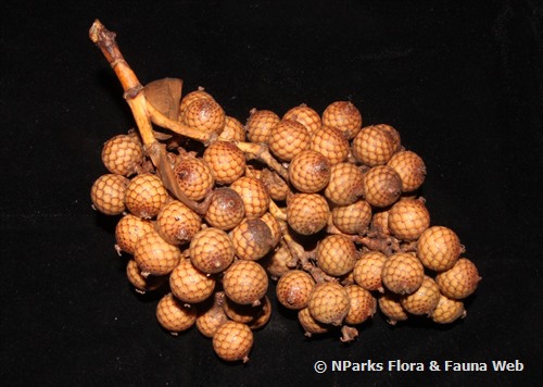 NParks | Calamus melanochaetes