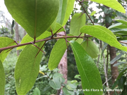 NParks | Scolopia macrophylla